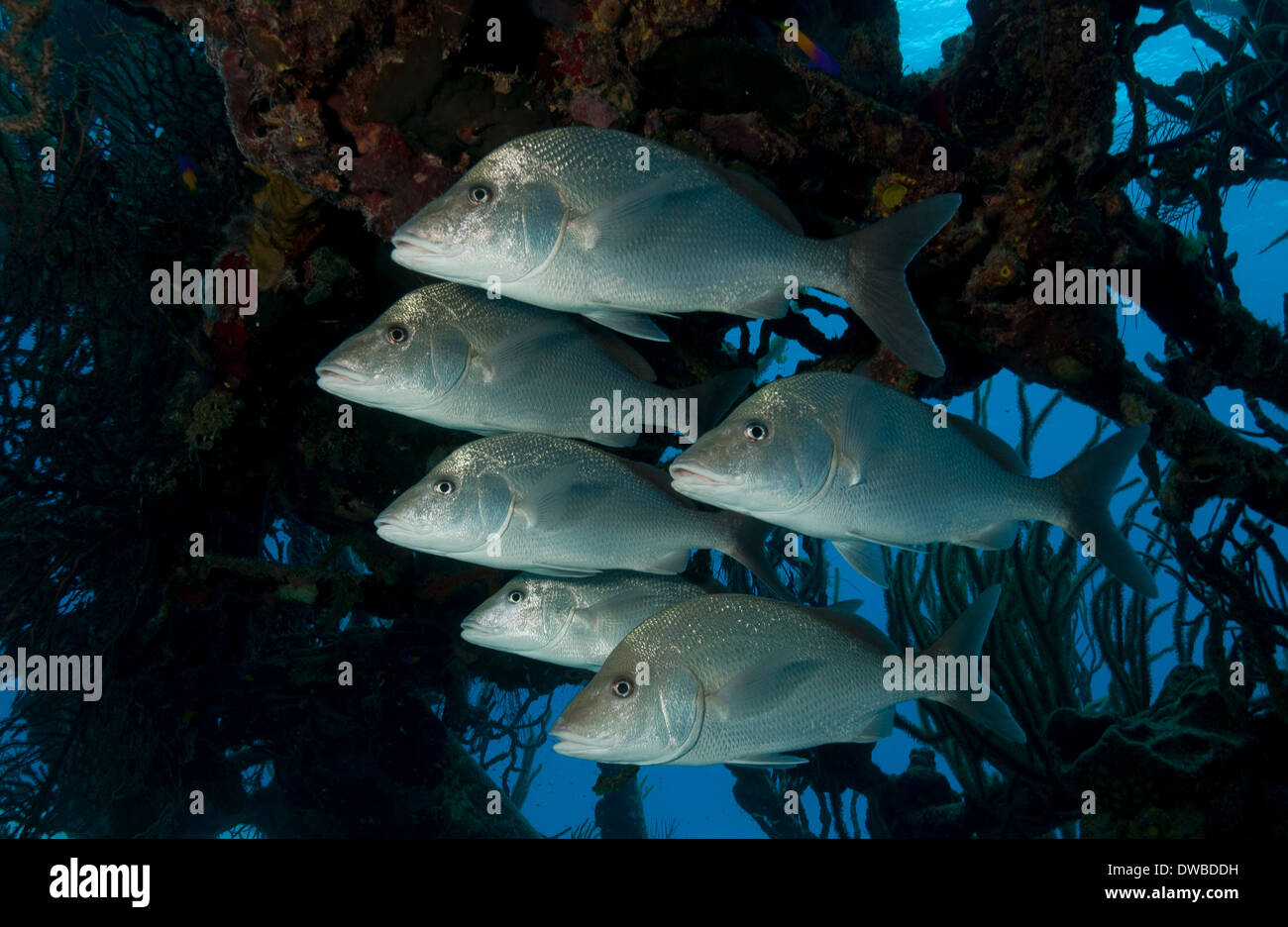 Grunts group hi-res stock photography and images - Alamy