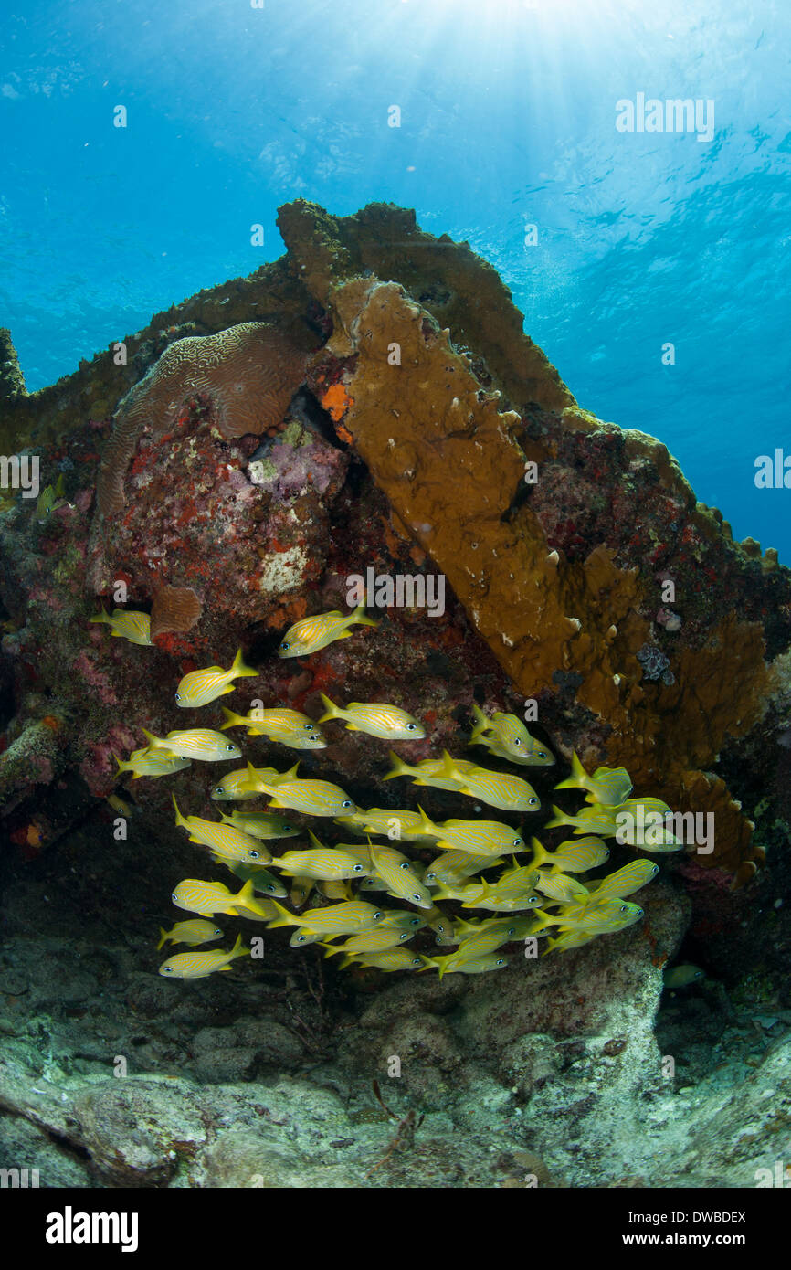 French grunt fish atlantic ocean hi-res stock photography and images ...