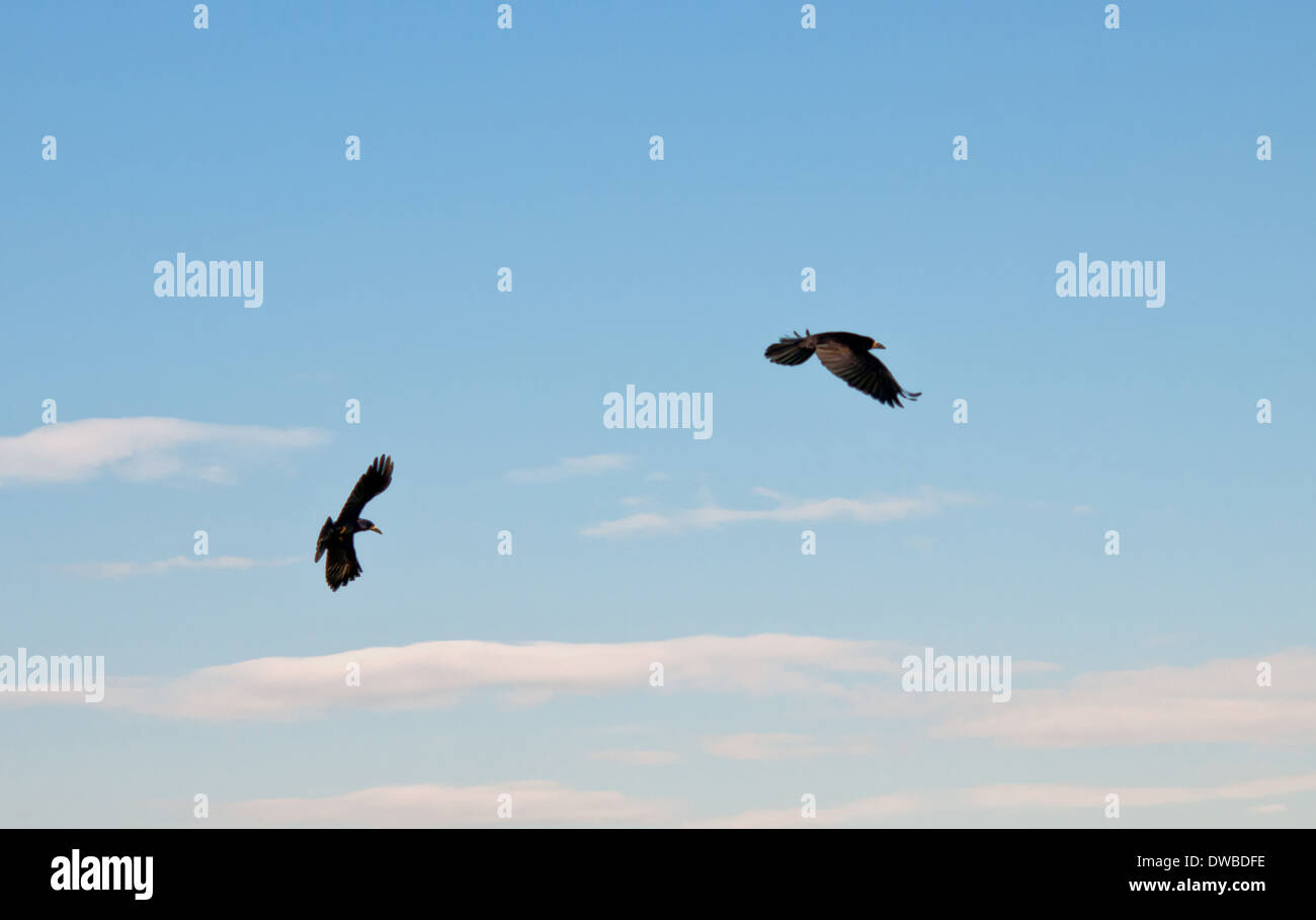Flying ravens hi-res stock photography and images - Alamy