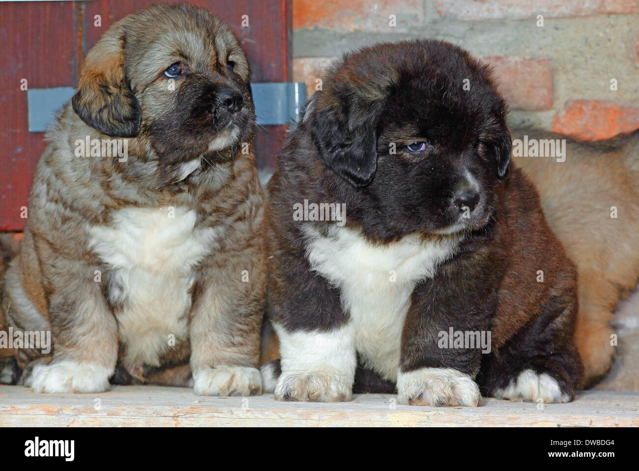 Caucasian Shepherd Dog two Puppies Stock Photo - Alamy