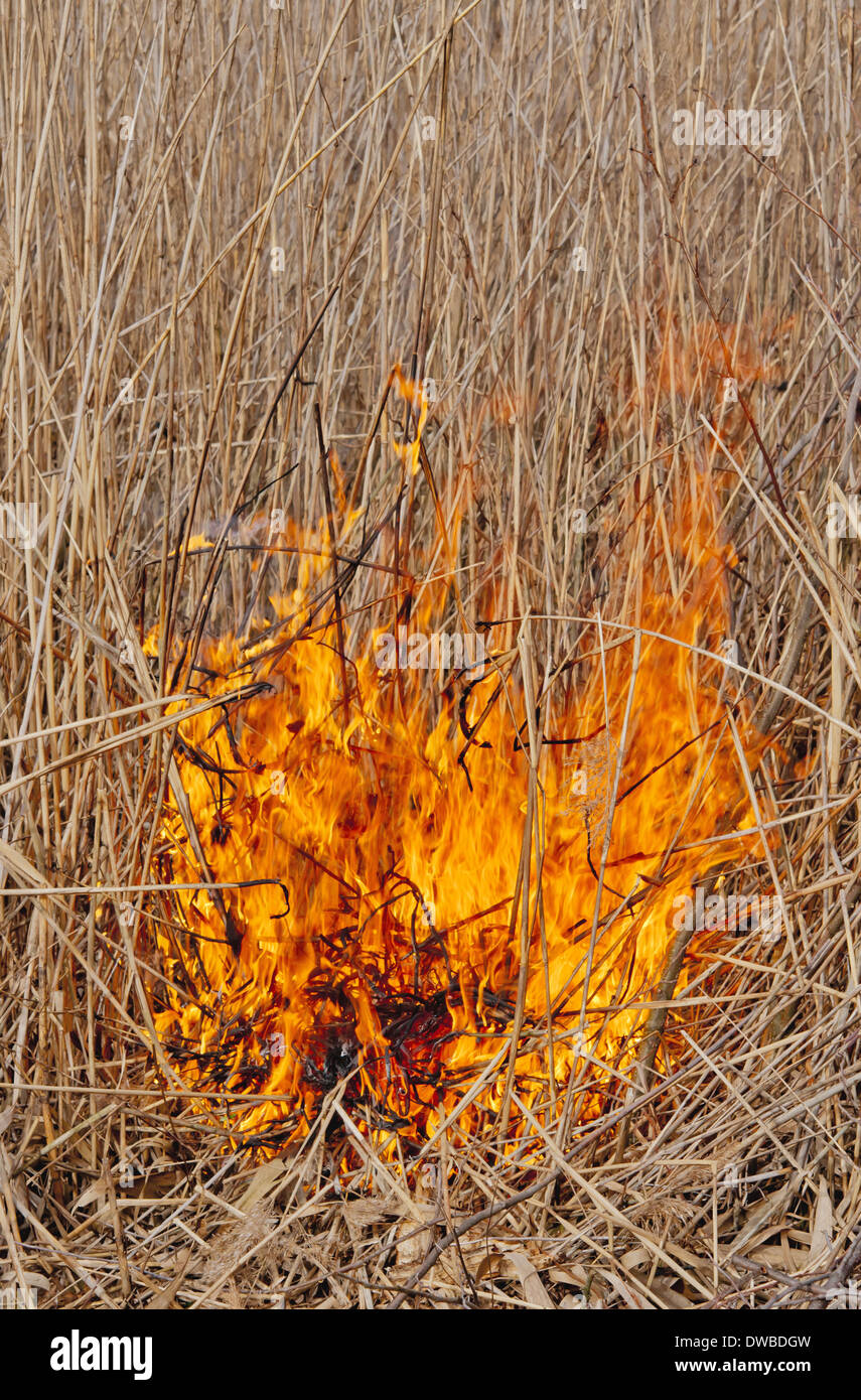 flames on field during fire Stock Photo - Alamy