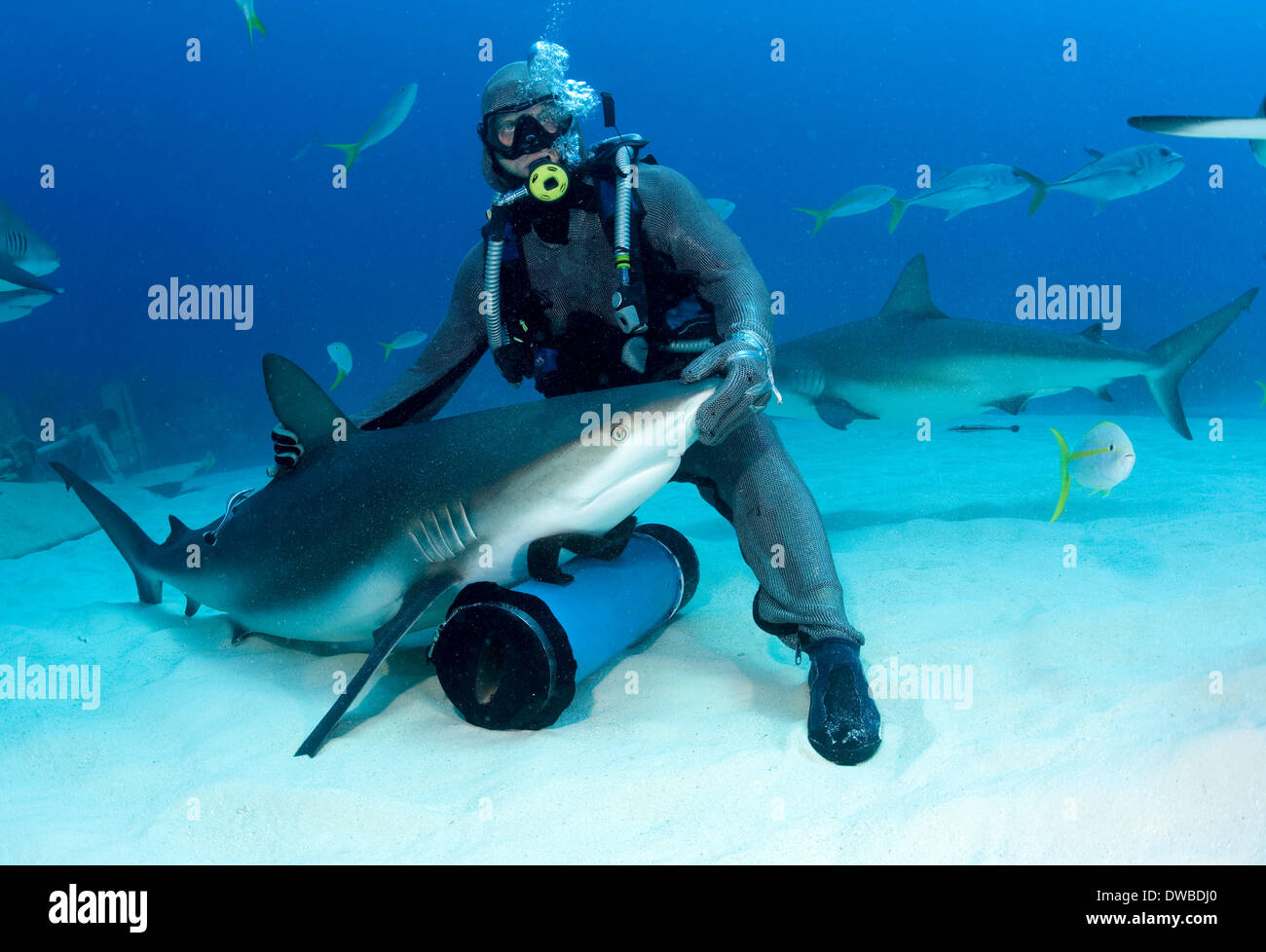 Shark feeder with shark Stock Photo - Alamy