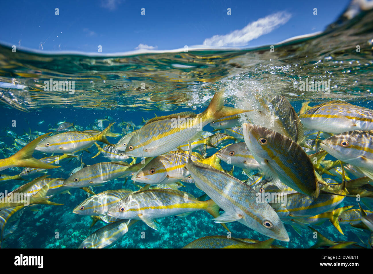Yellowtail Snapper School