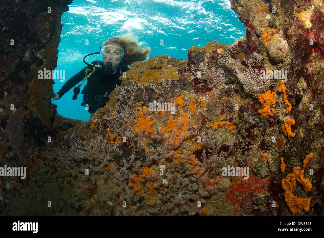 Bahamas wreck diver underwater hi-res stock photography and images - Alamy