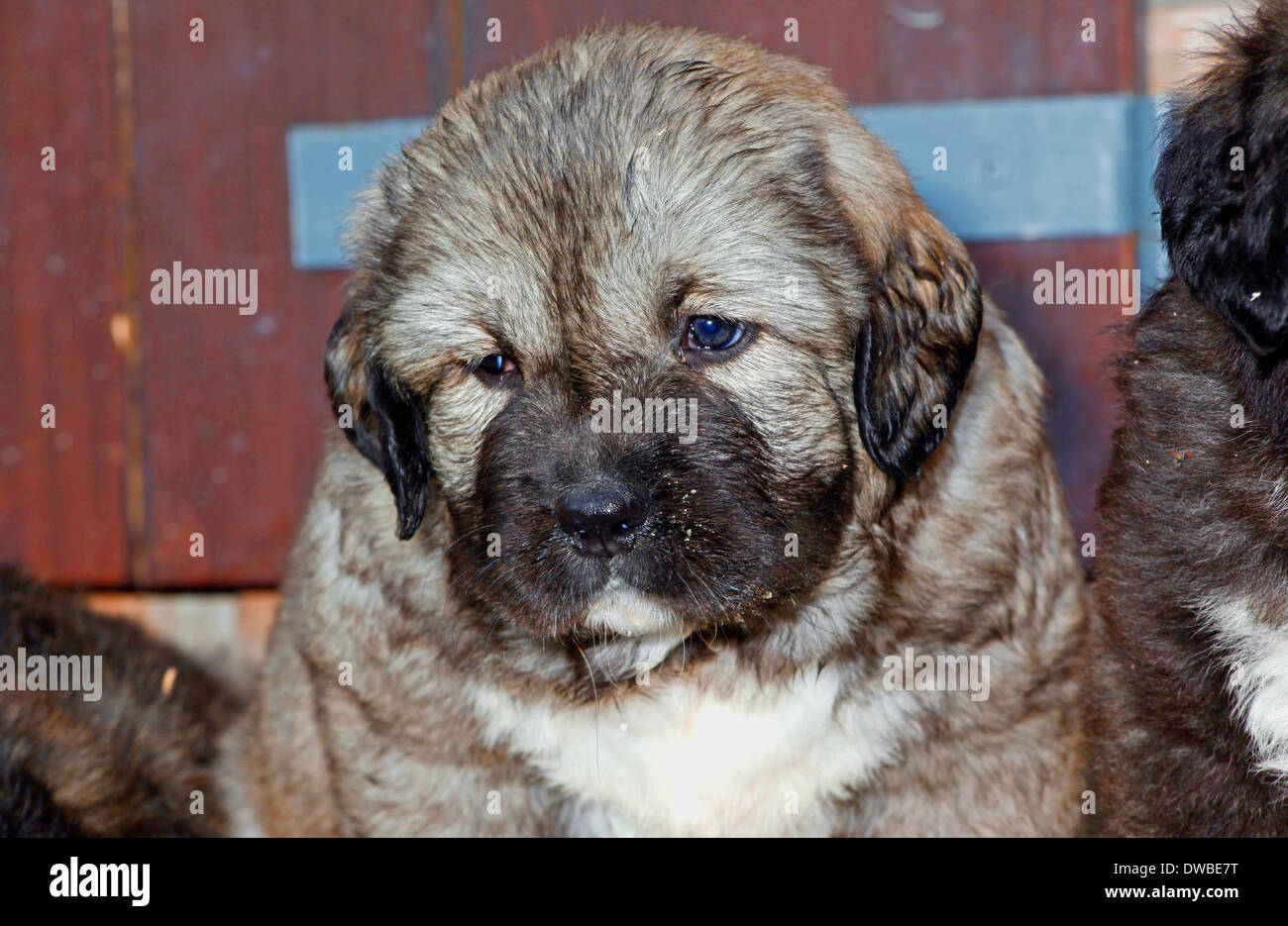 Caucasian Shepherd Dog red Puppy closeup Stock Photo - Alamy