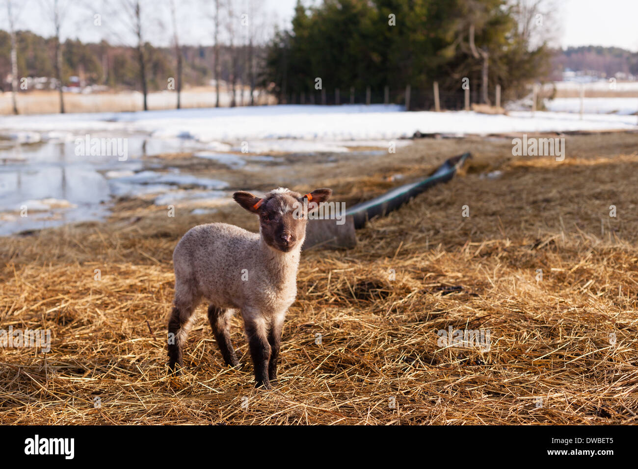cute lamb outdoors in the winter Stock Photo - Alamy