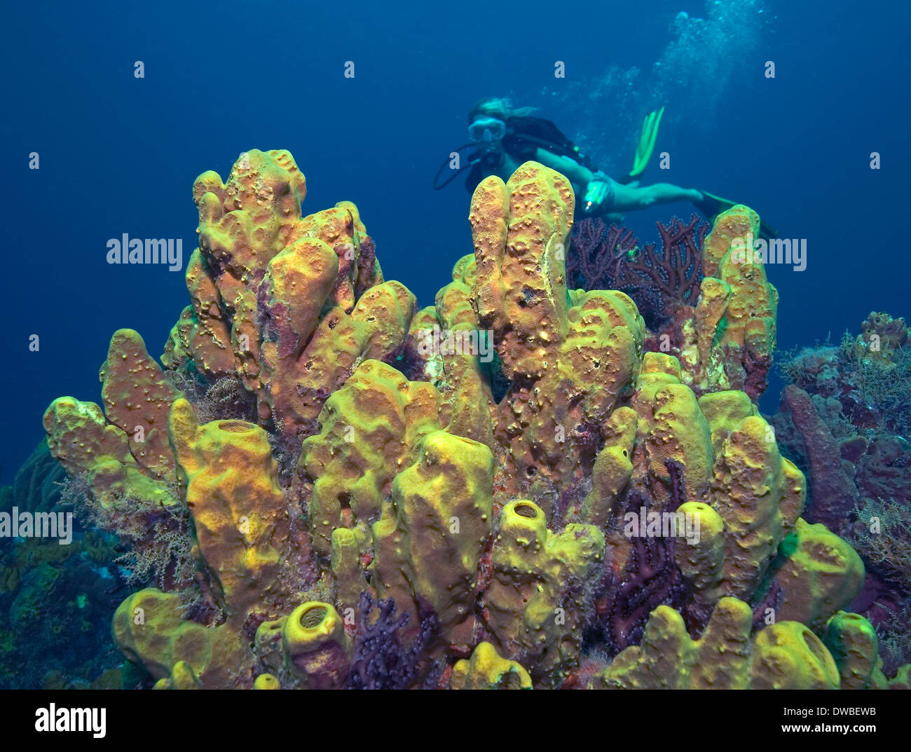 Coral reef yellow cluster hi-res stock photography and images - Alamy