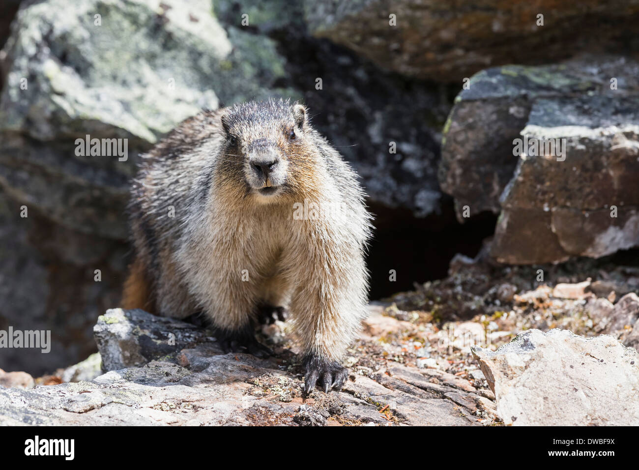 Canada, British Columbia, Yoho Nationalpark, Hoary marmot (Marmota ...