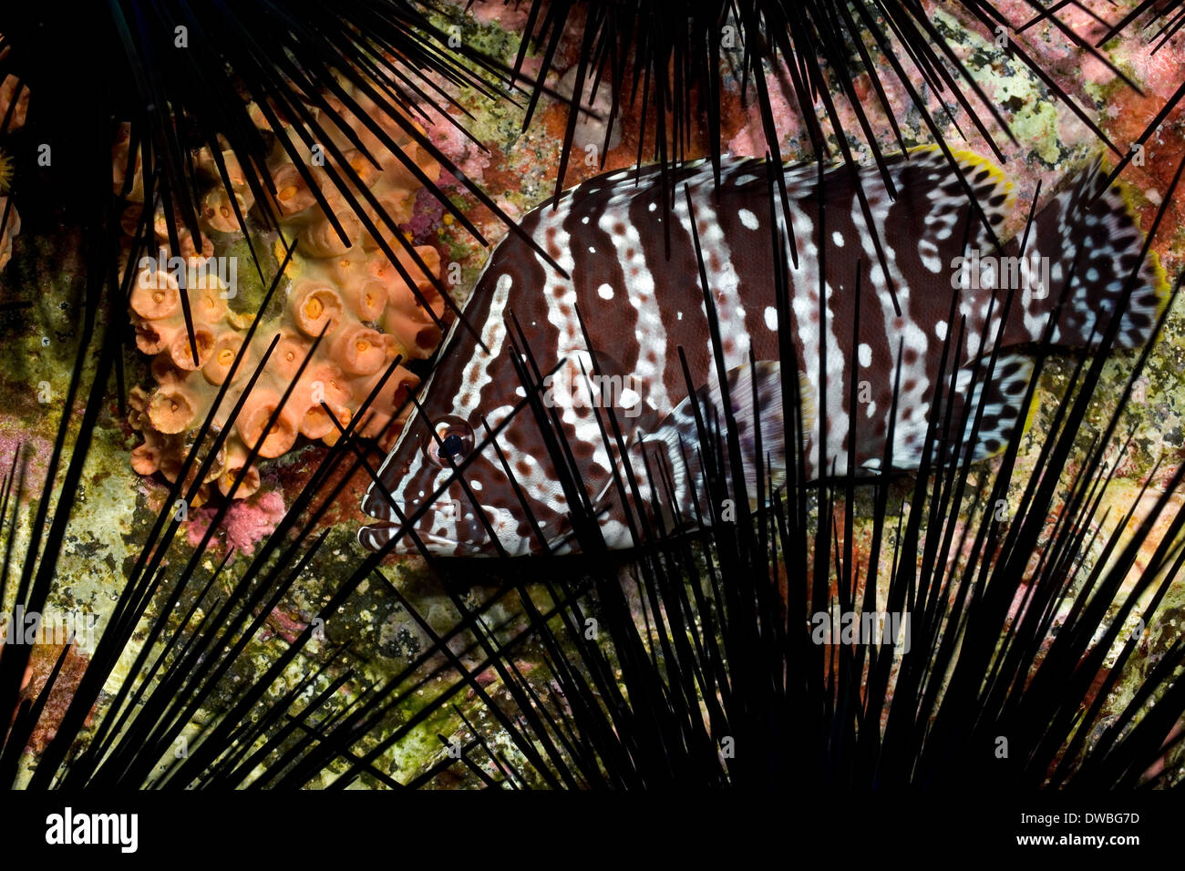 Leather bass fish hi-res stock photography and images - Alamy