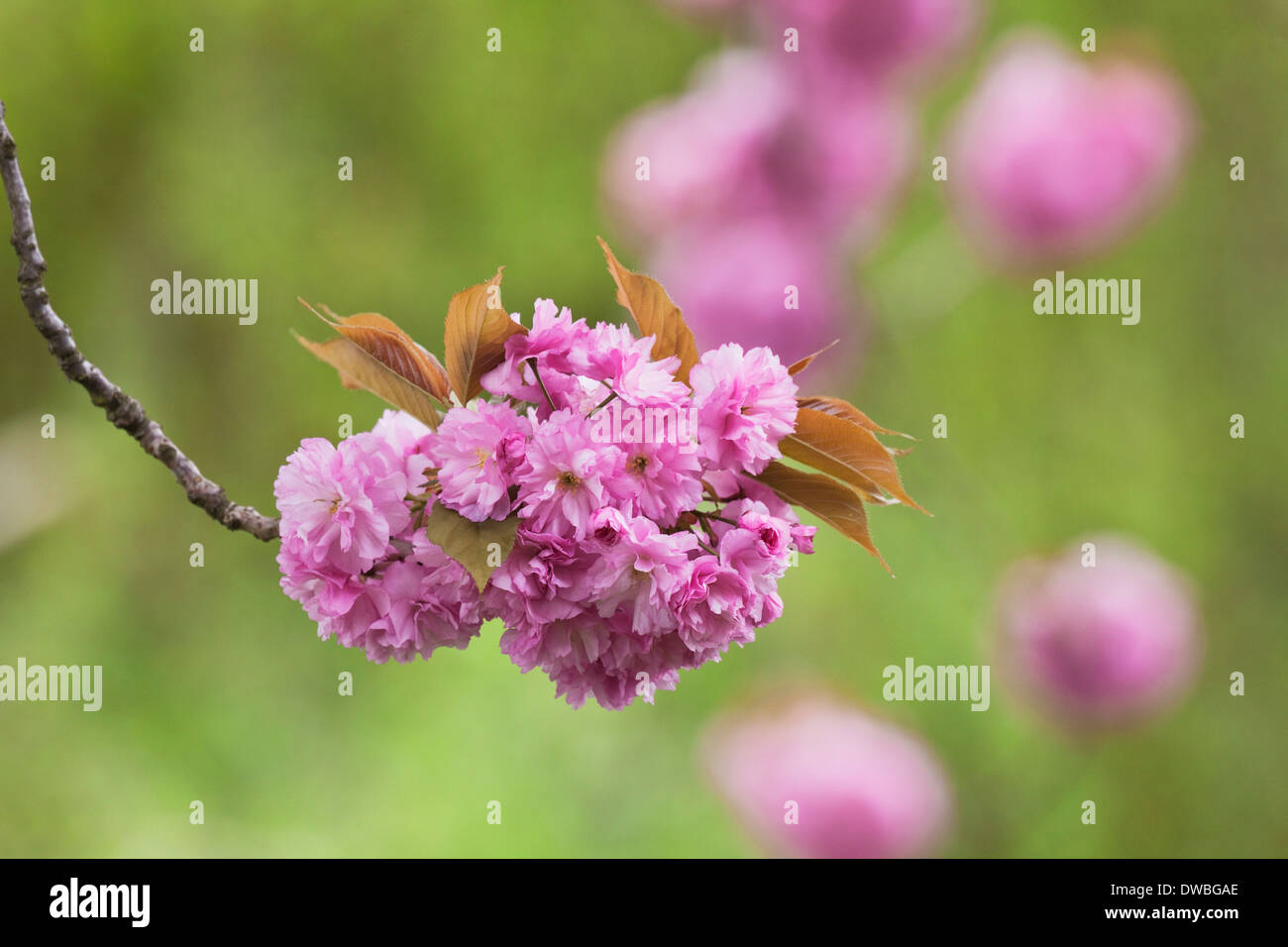 Germany, Cologne, Cherry blossoms (Prunus Serrulata Stock Photo - Alamy