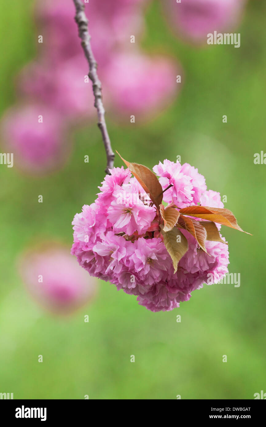 Germany, Cologne, Cherry blossoms (Prunus Serrulata Stock Photo - Alamy