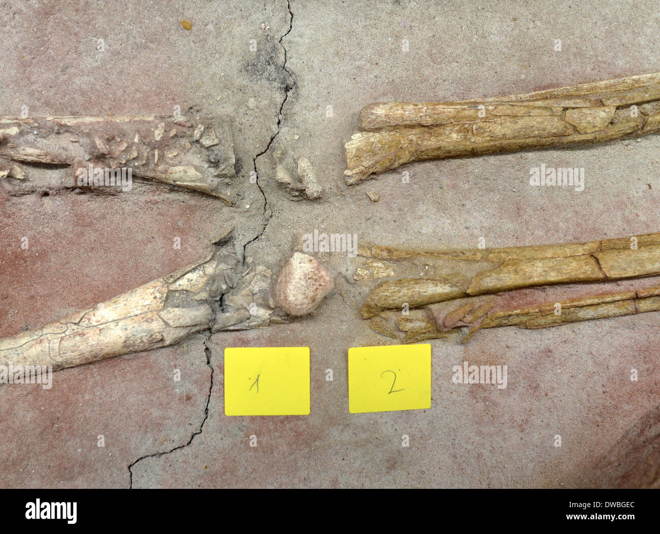 Middle stone age skeleton hi-res stock photography and images - Alamy