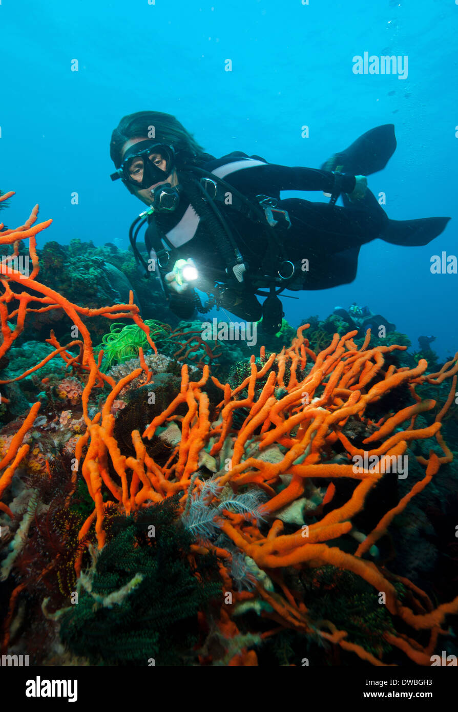 Scuba diver on coral reef Stock Photo - Alamy