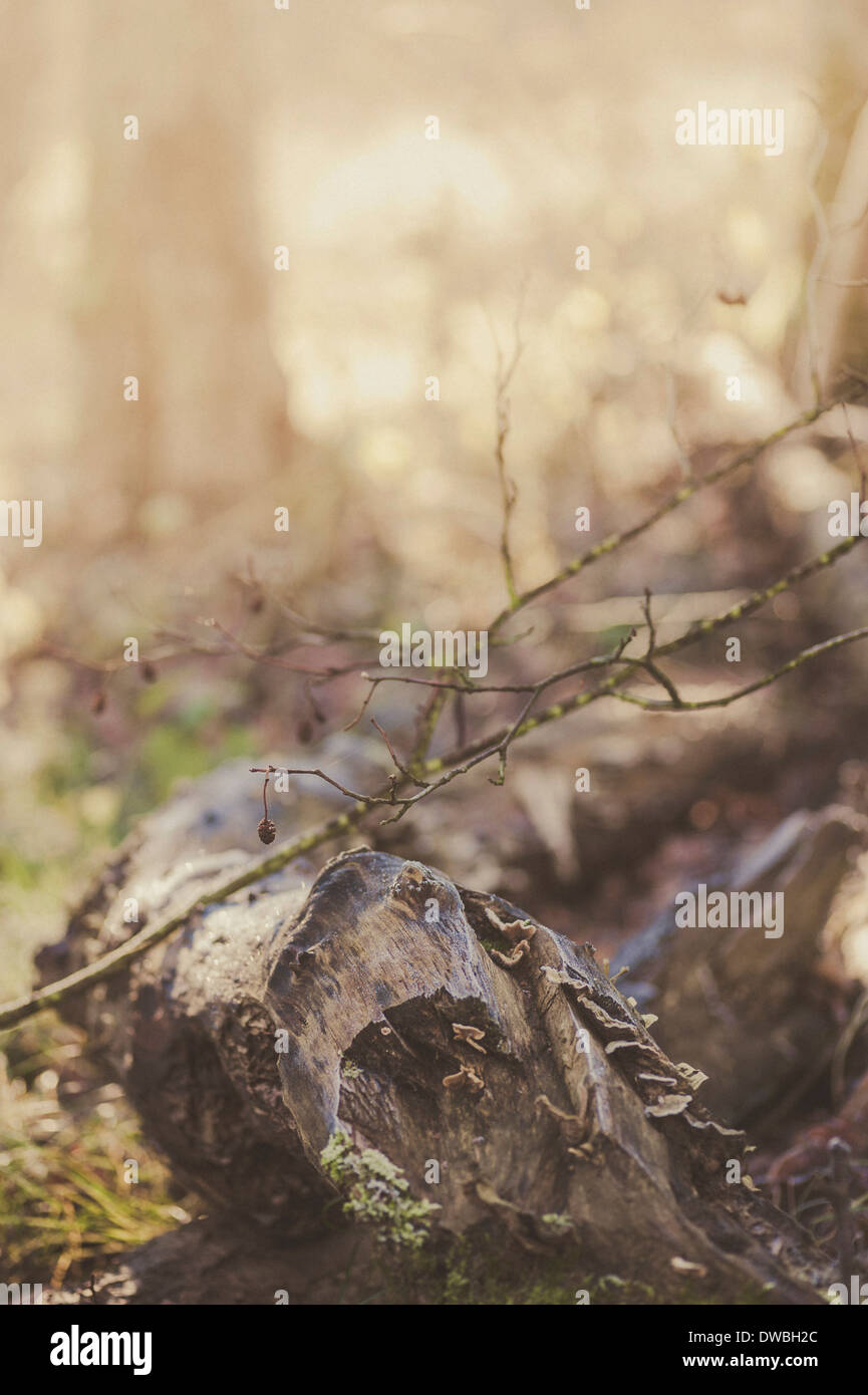 Tree stump and twigs in winter hi-res stock photography and images - Alamy