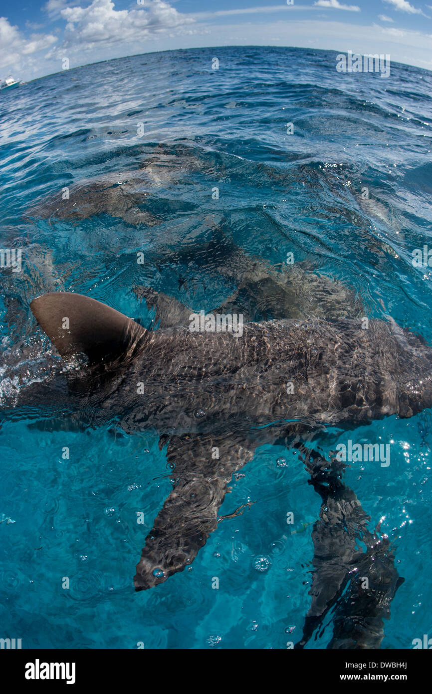 Fish under surface hi-res stock photography and images - Alamy