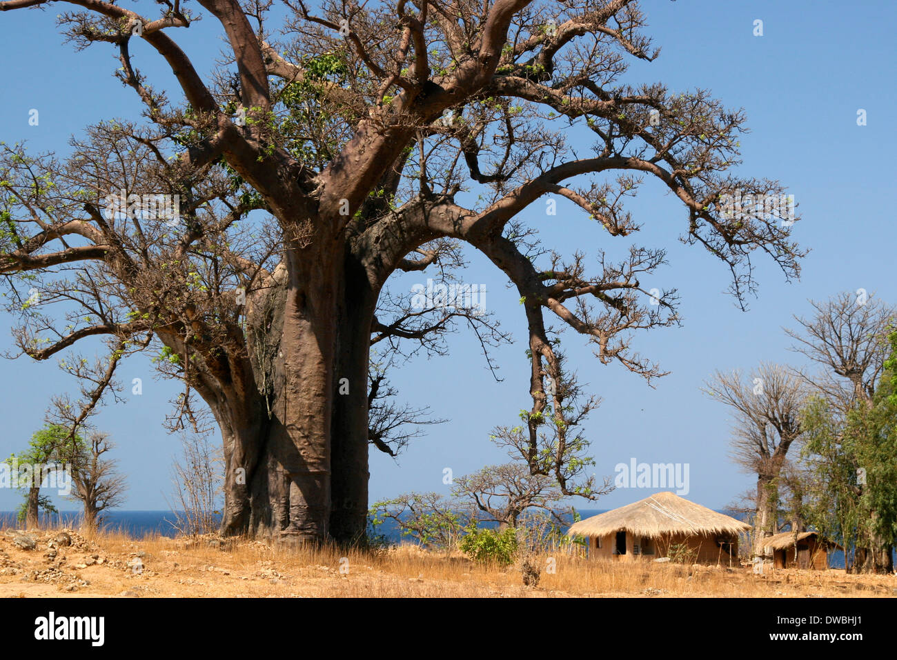 Malawi, Likoma Island, baobab tree (Adansonia) and clay hut at Lake ...