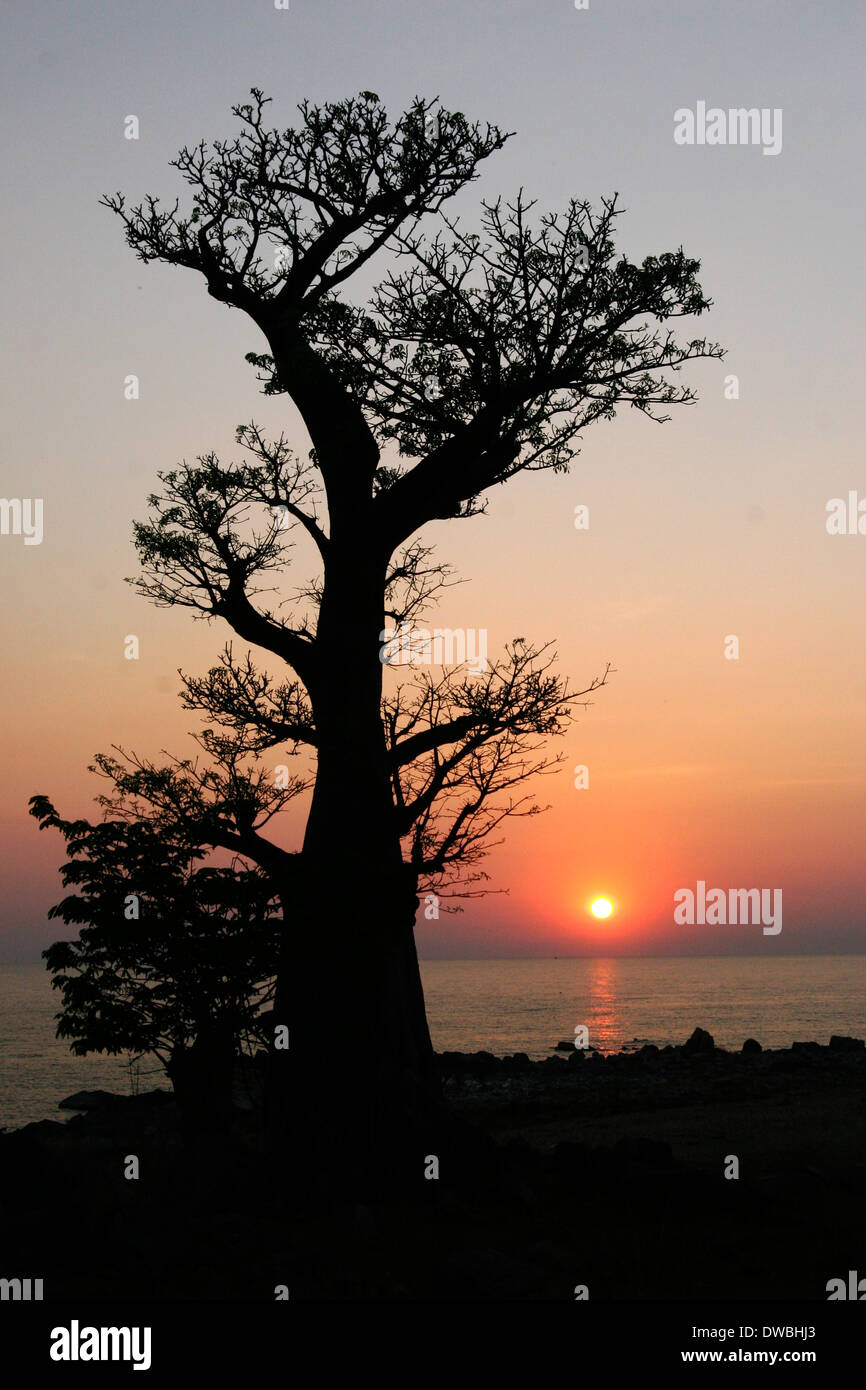 Malawi, Likoma Island, baobab tree (Adansonia) at Lake Malawi at sunset ...