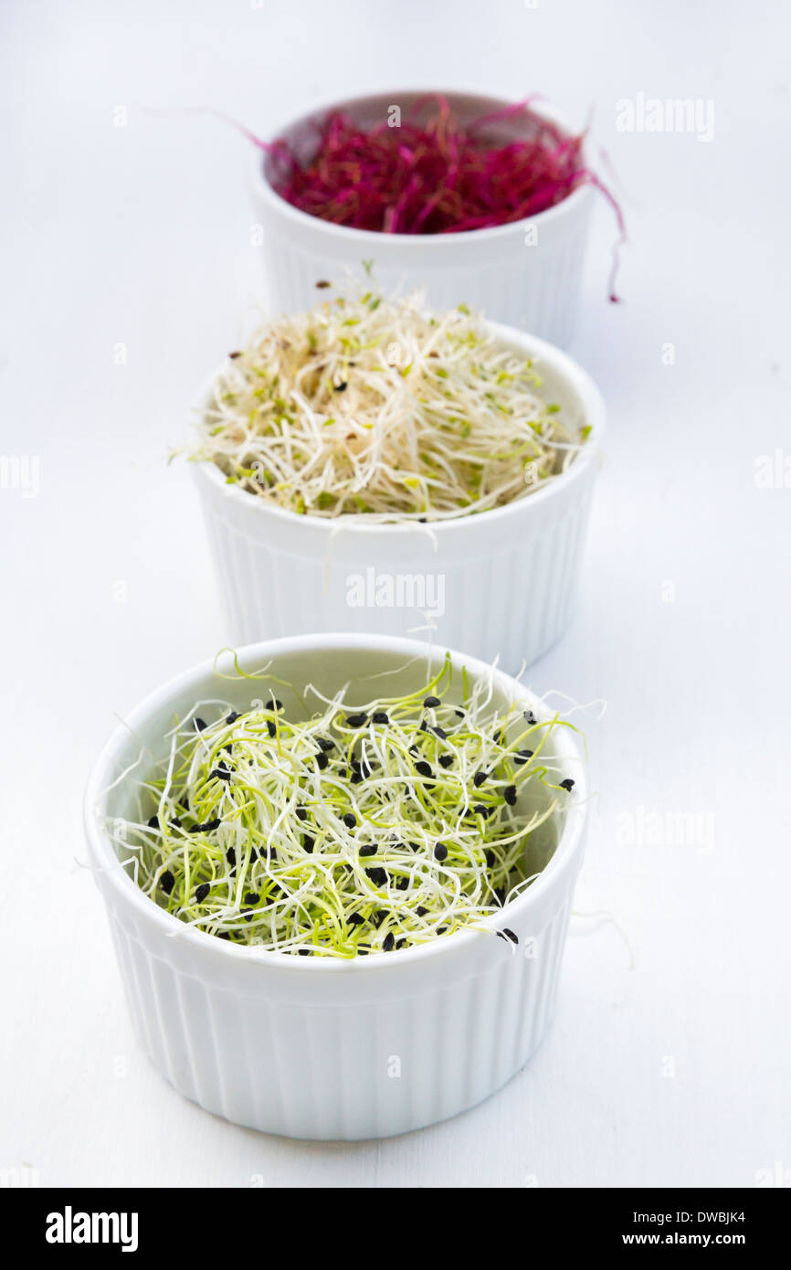 Three bowls of different sprouts, beetroot sprouts, alfalfa sprouts ...
