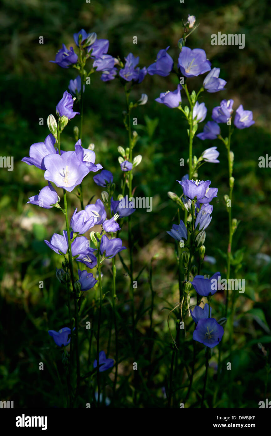 Bell flower campanula hi-res stock photography and images - Alamy
