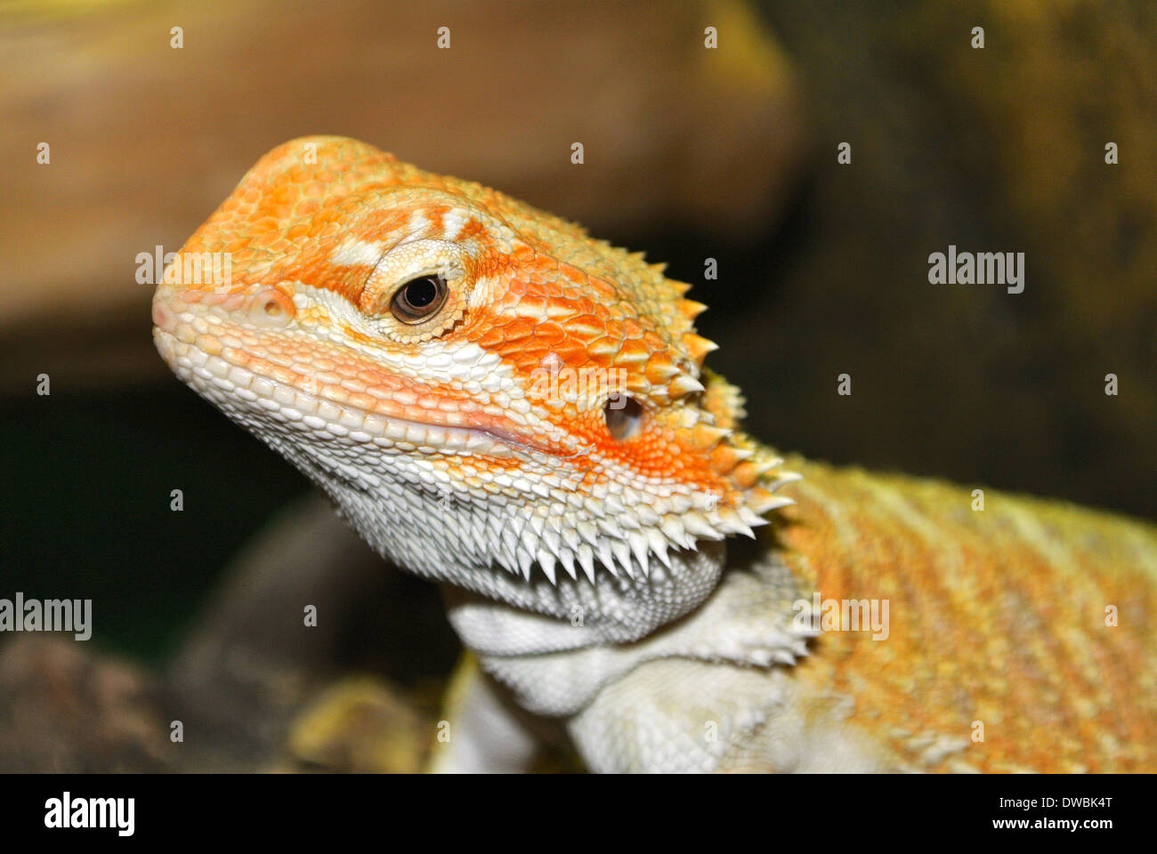Bearded dragon hi-res stock photography and images - Alamy