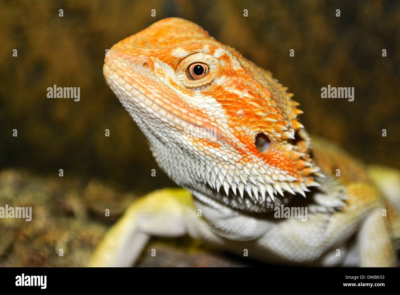 basking bearded dragon Stock Photo - Alamy