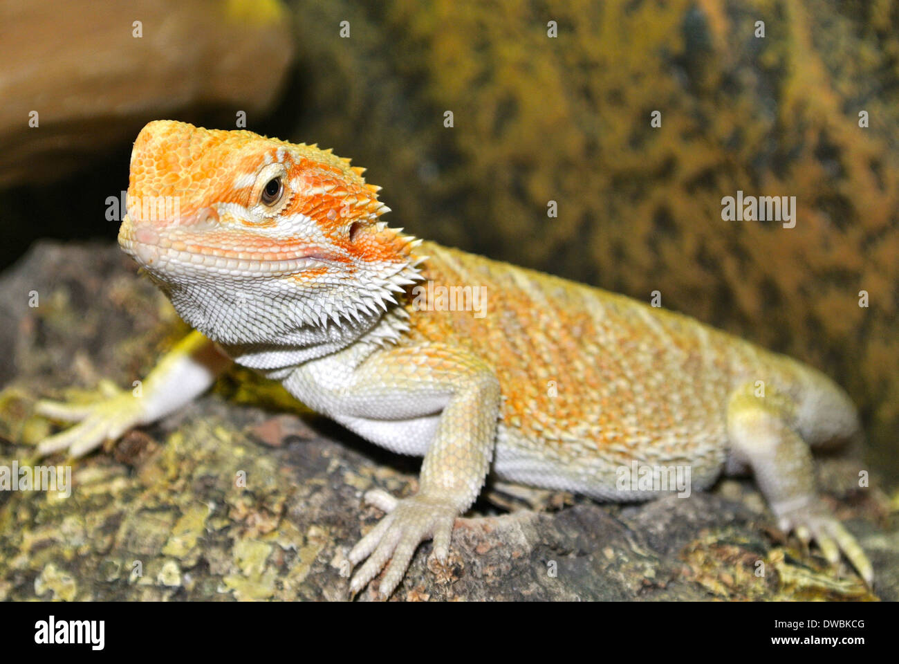 bearded dragon basking Stock Photo - Alamy