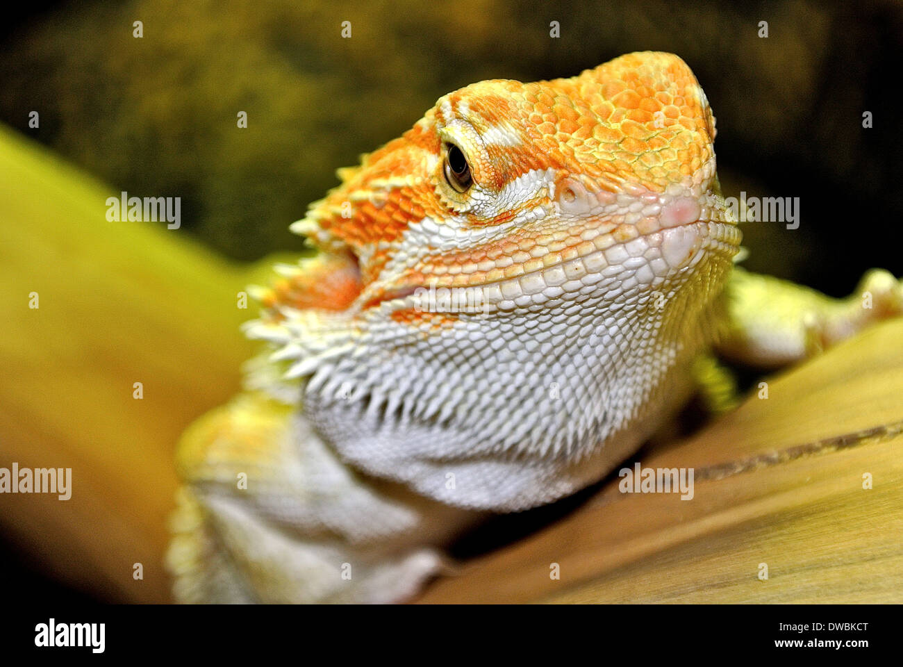 Bearded dragon basking hi-res stock photography and images - Alamy