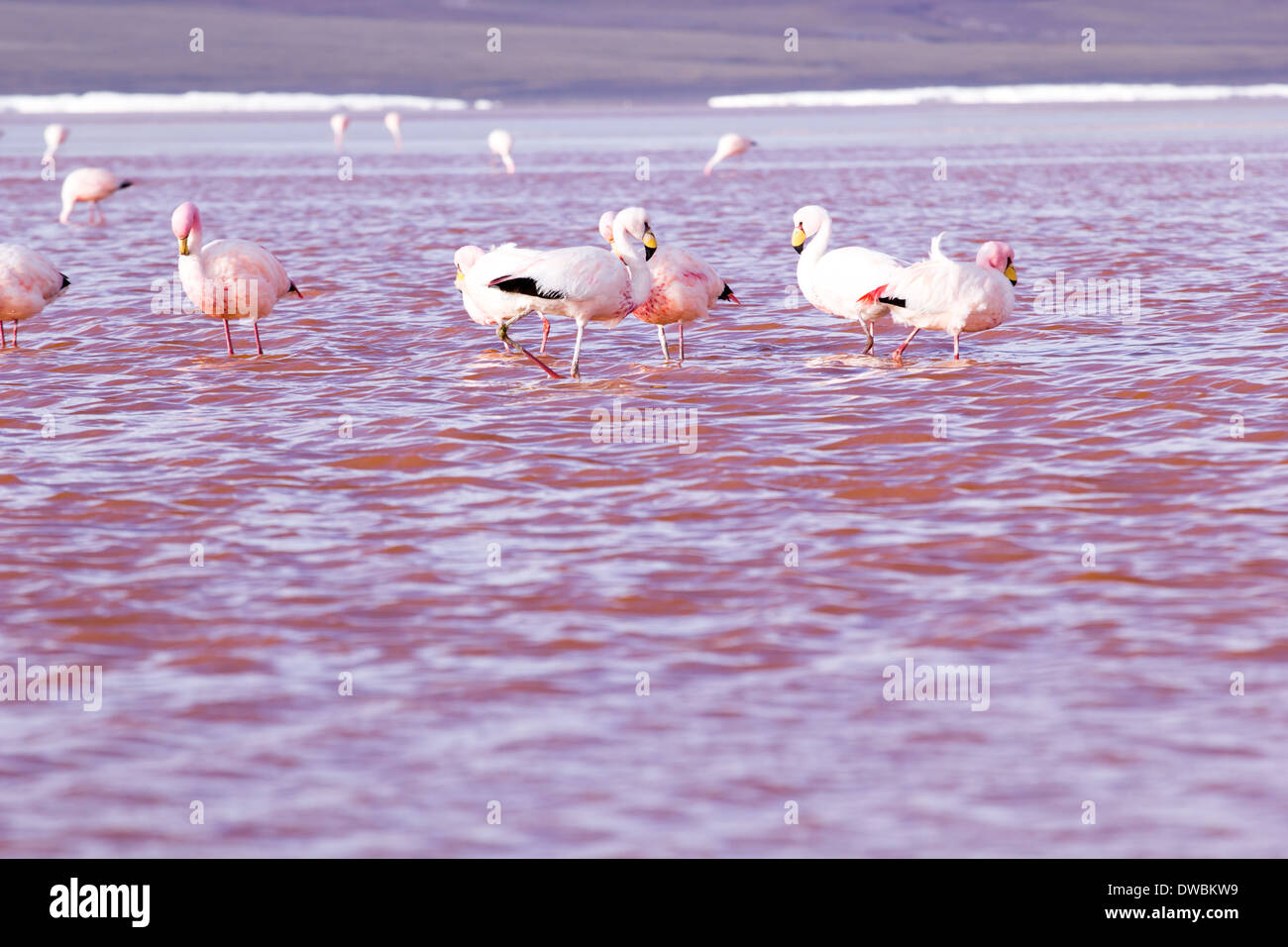 Flamingos on lake in Andes, the southern part of Bolivia Stock Photo ...