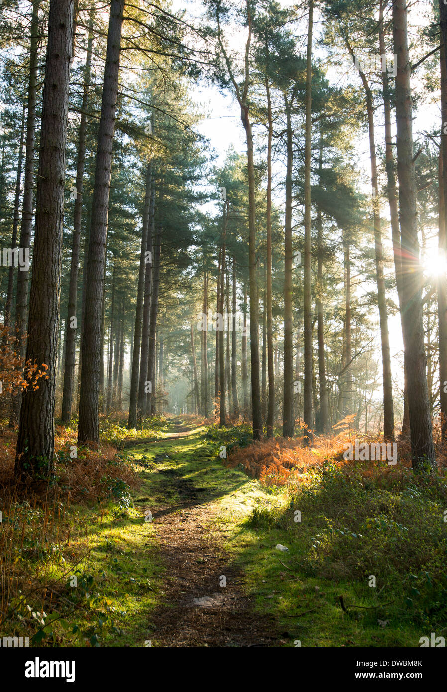 Early morning light in Blidworth Woods, Nottinghamshire England UK ...