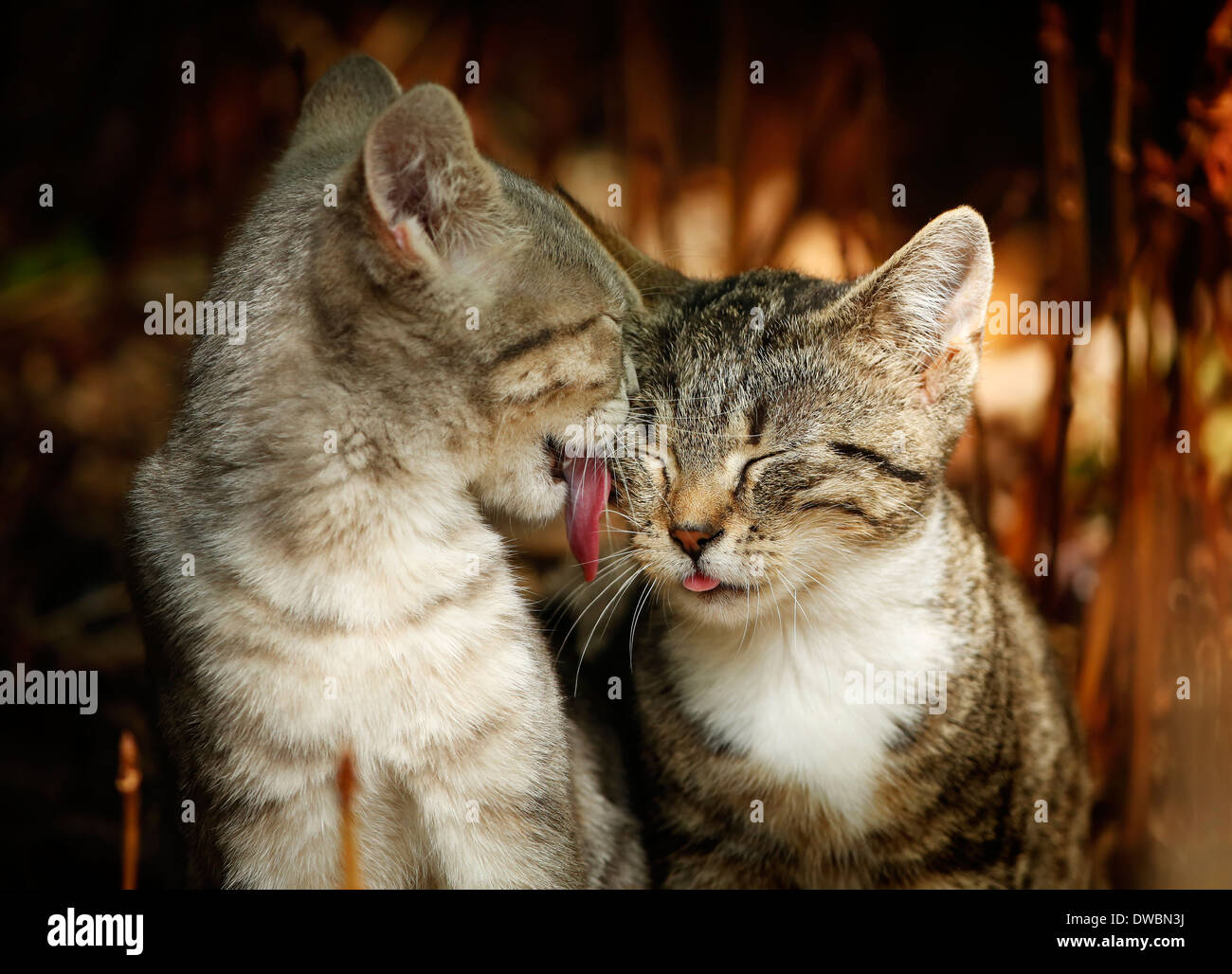 Young cat licking the face of another cat Stock Photo - Alamy