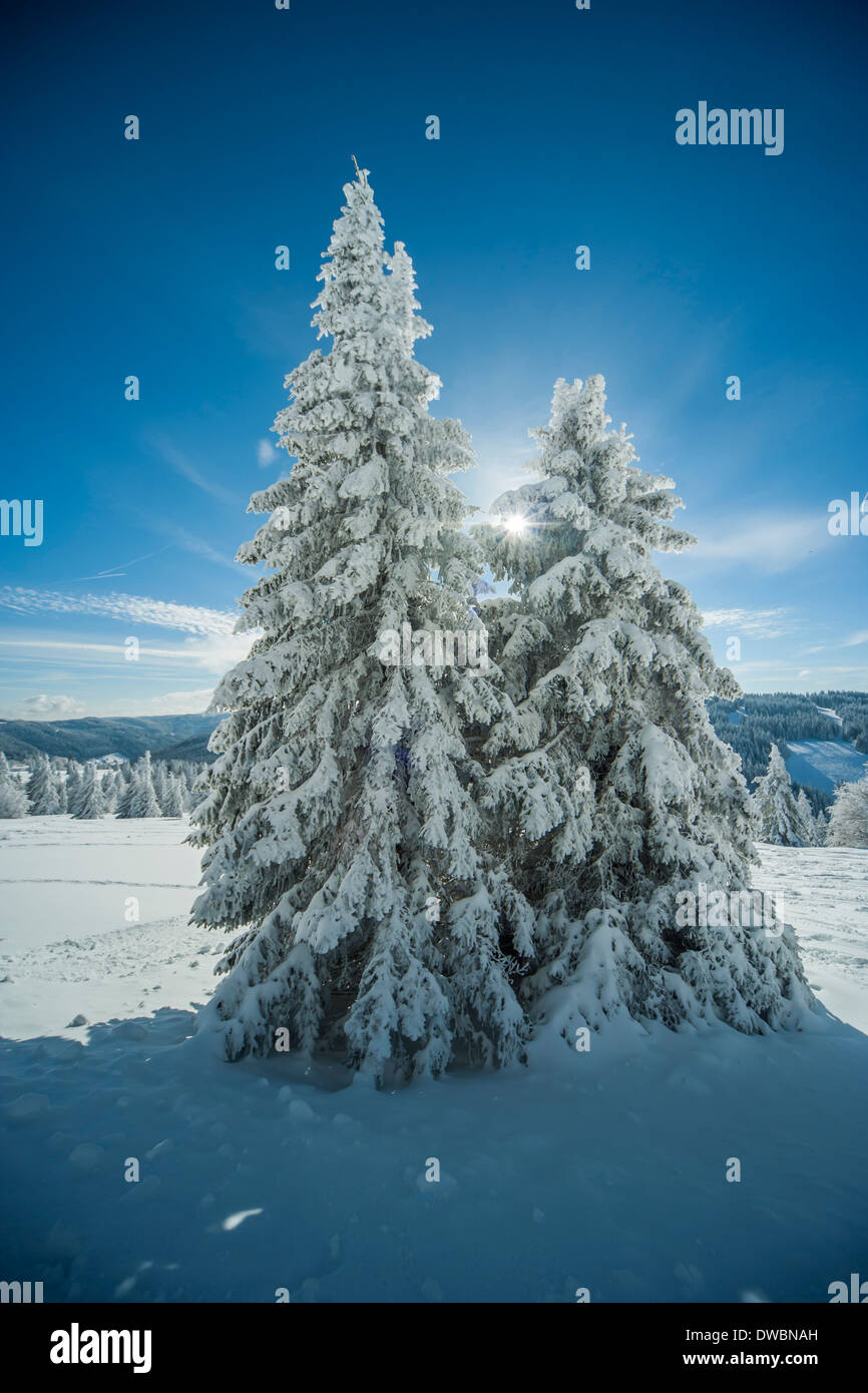 Germany, Baden-Wuerttemberg, Black Forest, Feldberg, trees in winter Stock Photo - Alamy