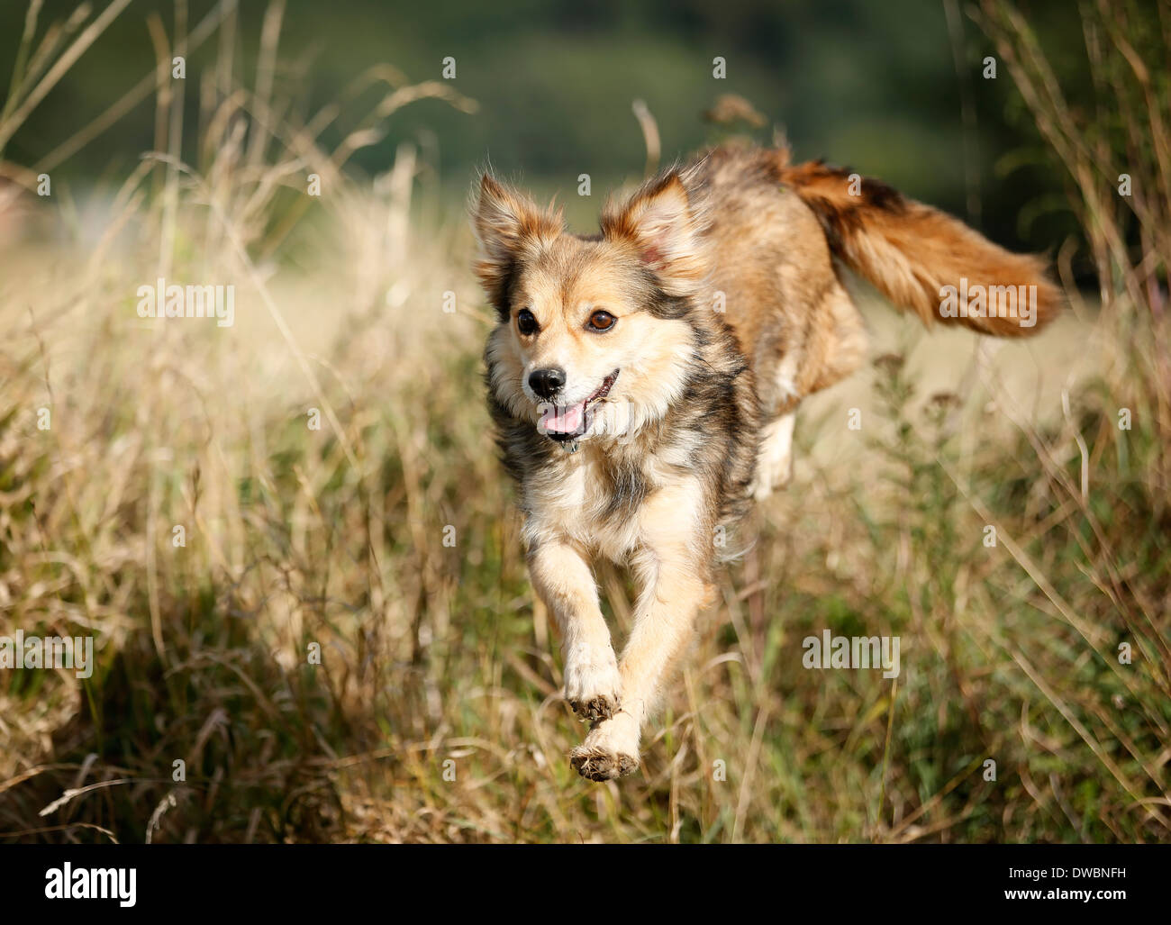 Mongrel jumping over a ditch Stock Photo - Alamy
