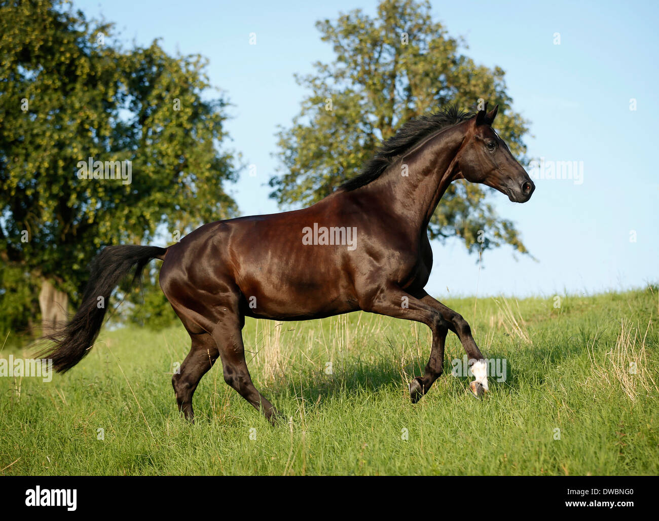 Westphalian horse hi-res stock photography and images - Alamy