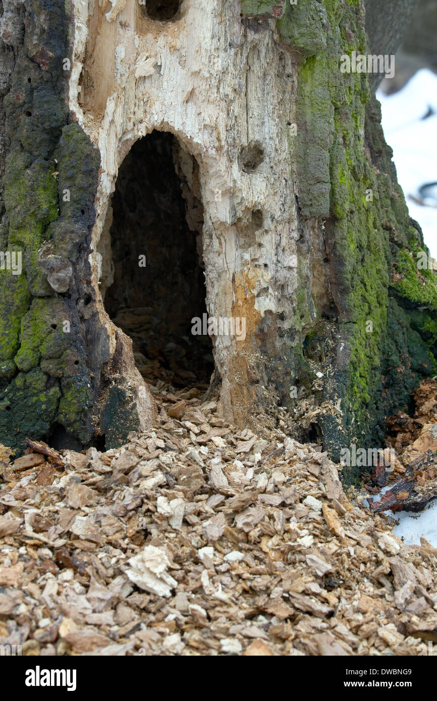Trunk and hole hi-res stock photography and images - Alamy