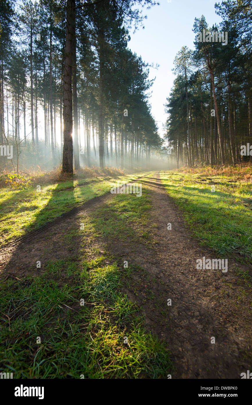 Light and shadows in forest hi-res stock photography and images - Alamy