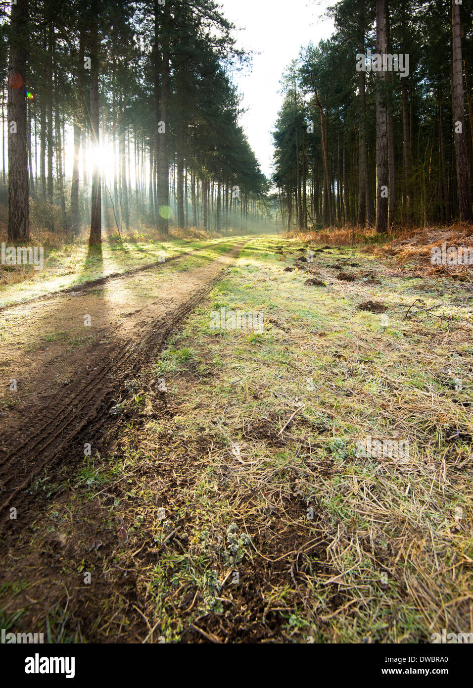 Shadows in the forest hi-res stock photography and images - Alamy