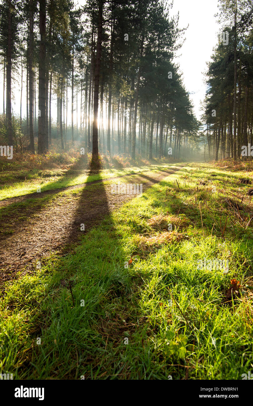 Light and shadows in forest hi-res stock photography and images - Alamy