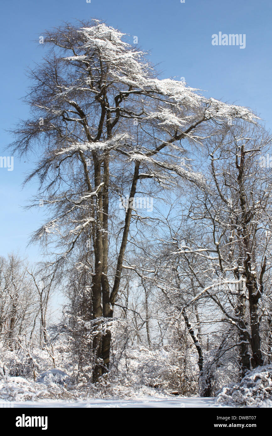 Bright Snowy Trees #2 Stock Photo - Alamy