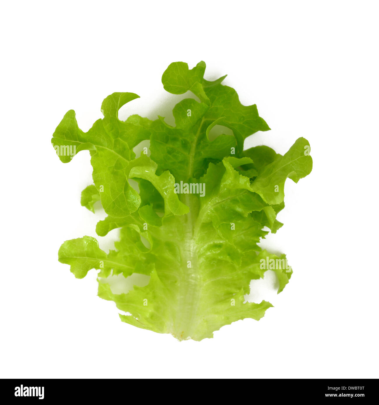 Eating lettuce Cut Out Stock Images & Pictures - Alamy