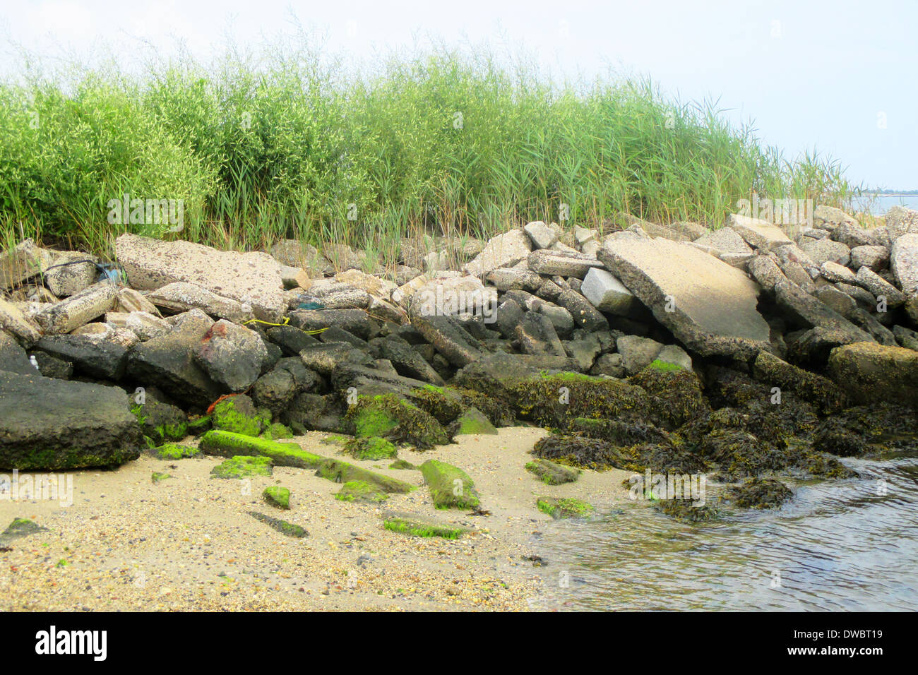 Rocks reeds hi-res stock photography and images - Alamy