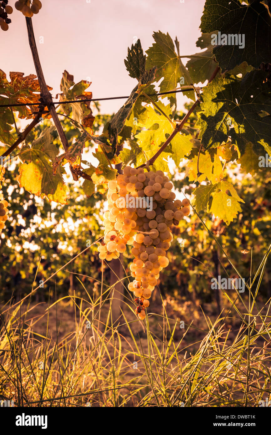 Ripe grapes on vine at sunset, La Marche, Italy Stock Photo - Alamy Ripe grapes on vine at sunset, La Marche, Italy Stock Photo - Alamy