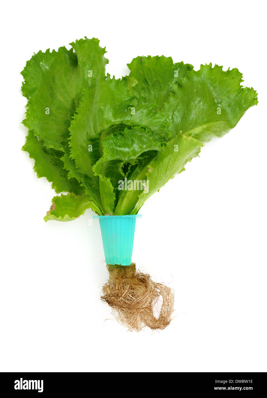 Lettuce Roots Stock Photos & Lettuce Roots Stock Images - Alamy