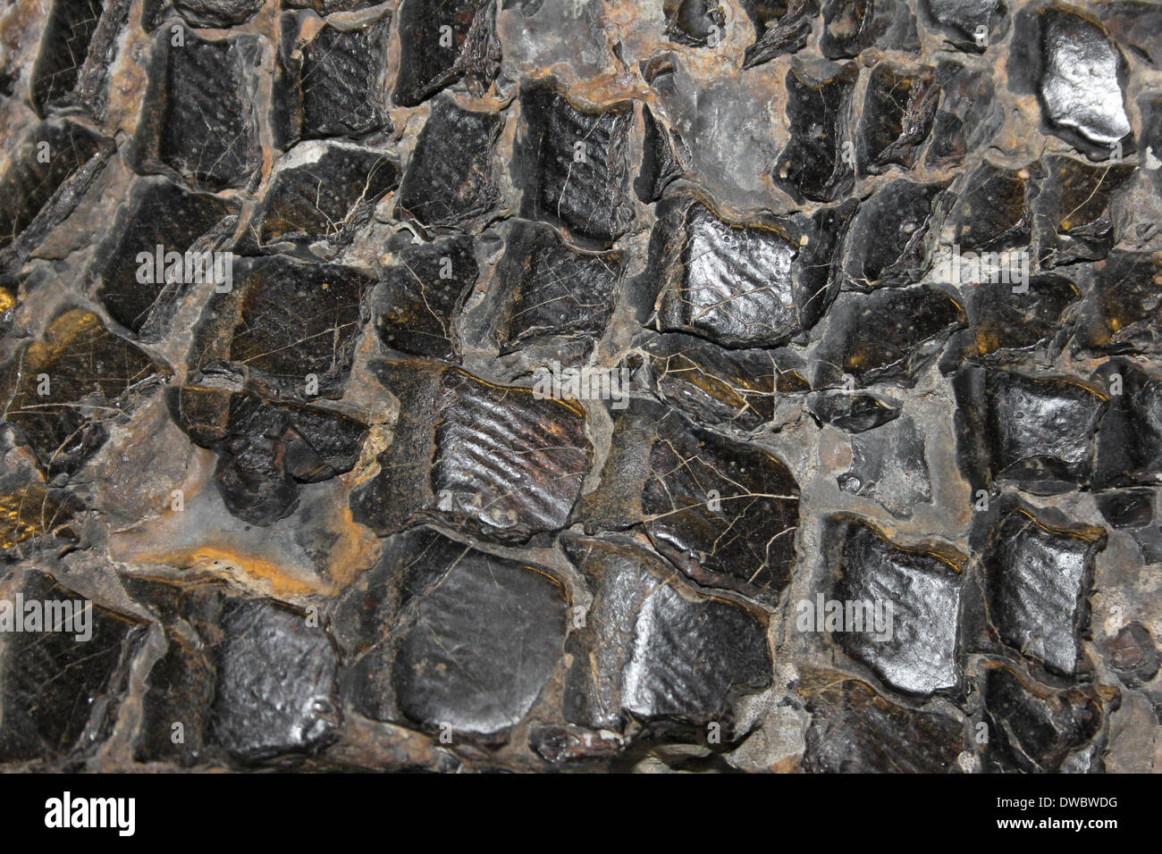 Lepidotus Fish Scales, Cretaceous Stock Photo - Alamy