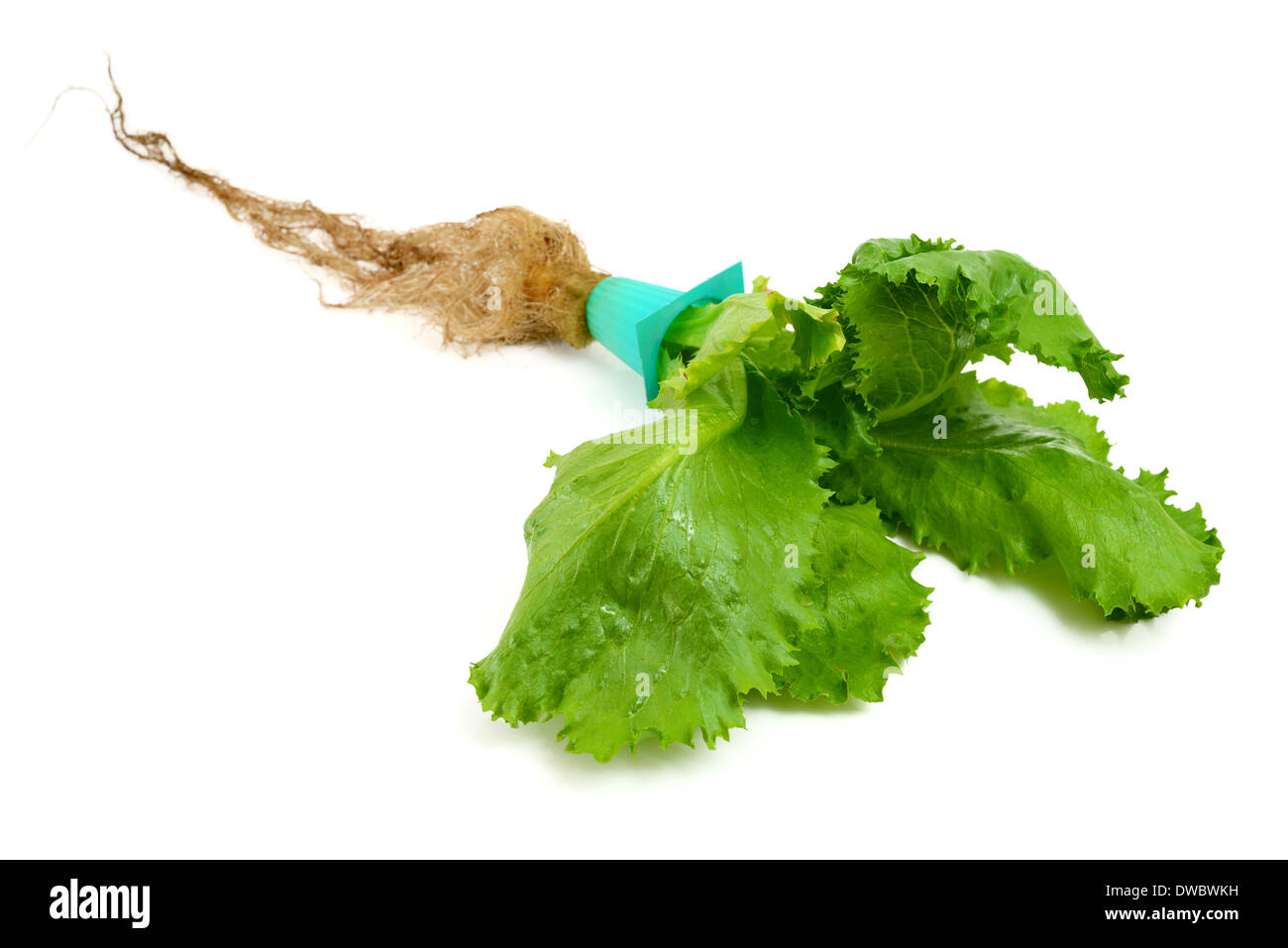 Green lettuce plant roots hi-res stock photography and images - Alamy