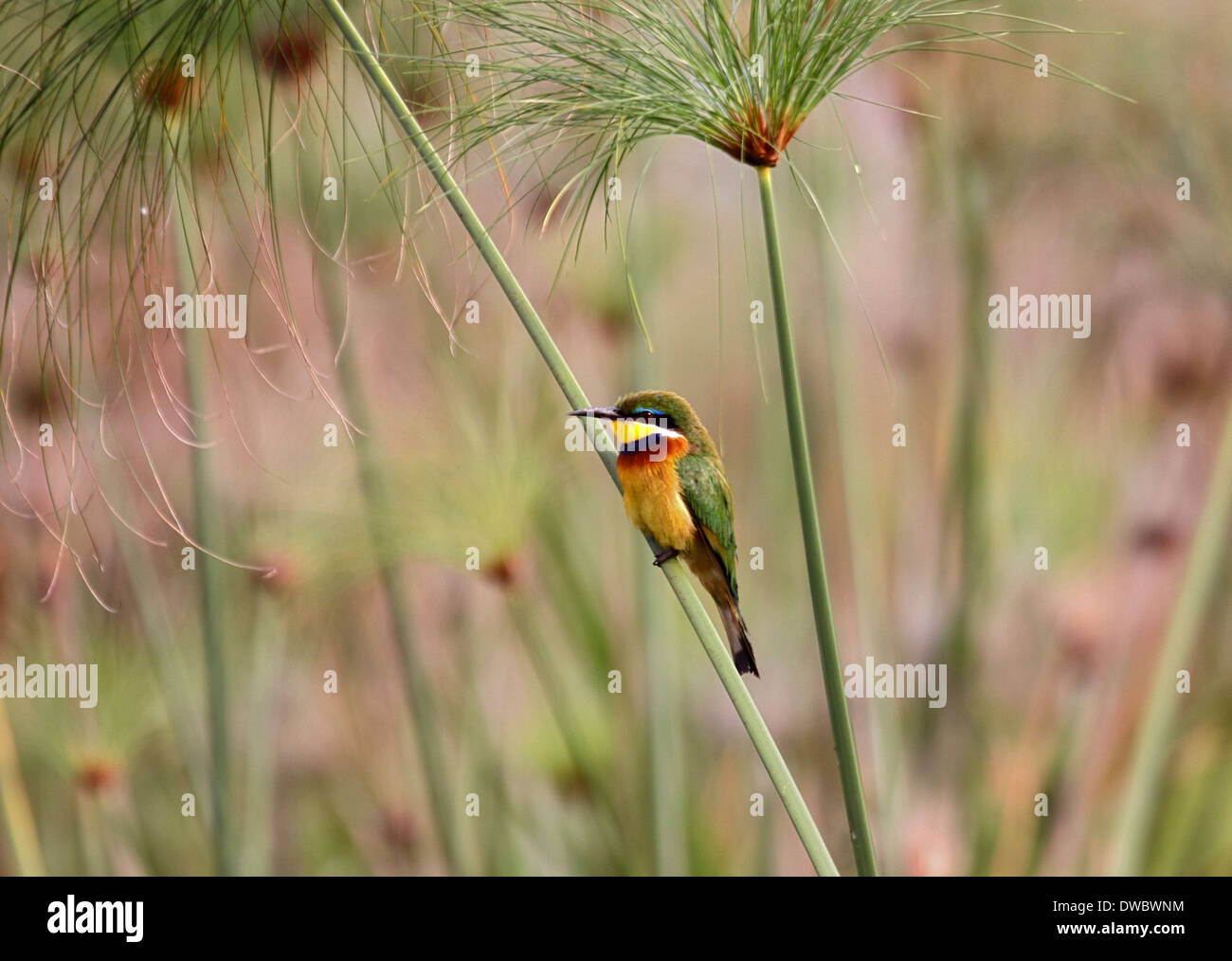 Bee eaters uganda hi-res stock photography and images - Alamy