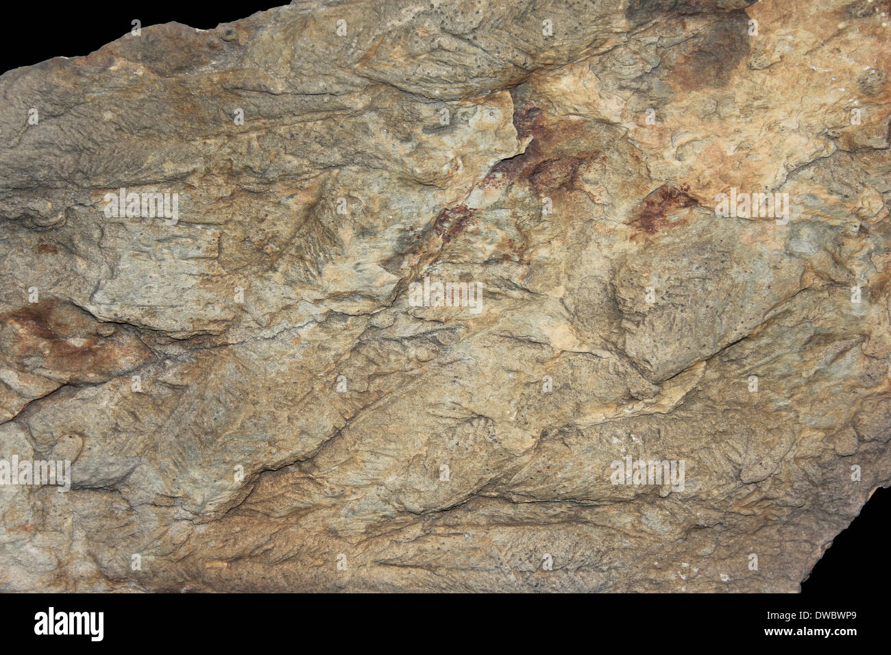 Trace fossil hi-res stock photography and images - Alamy