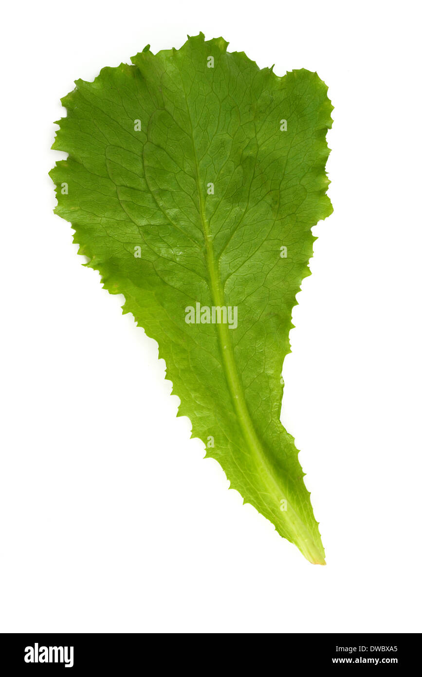 Eating lettuce Cut Out Stock Images & Pictures - Alamy