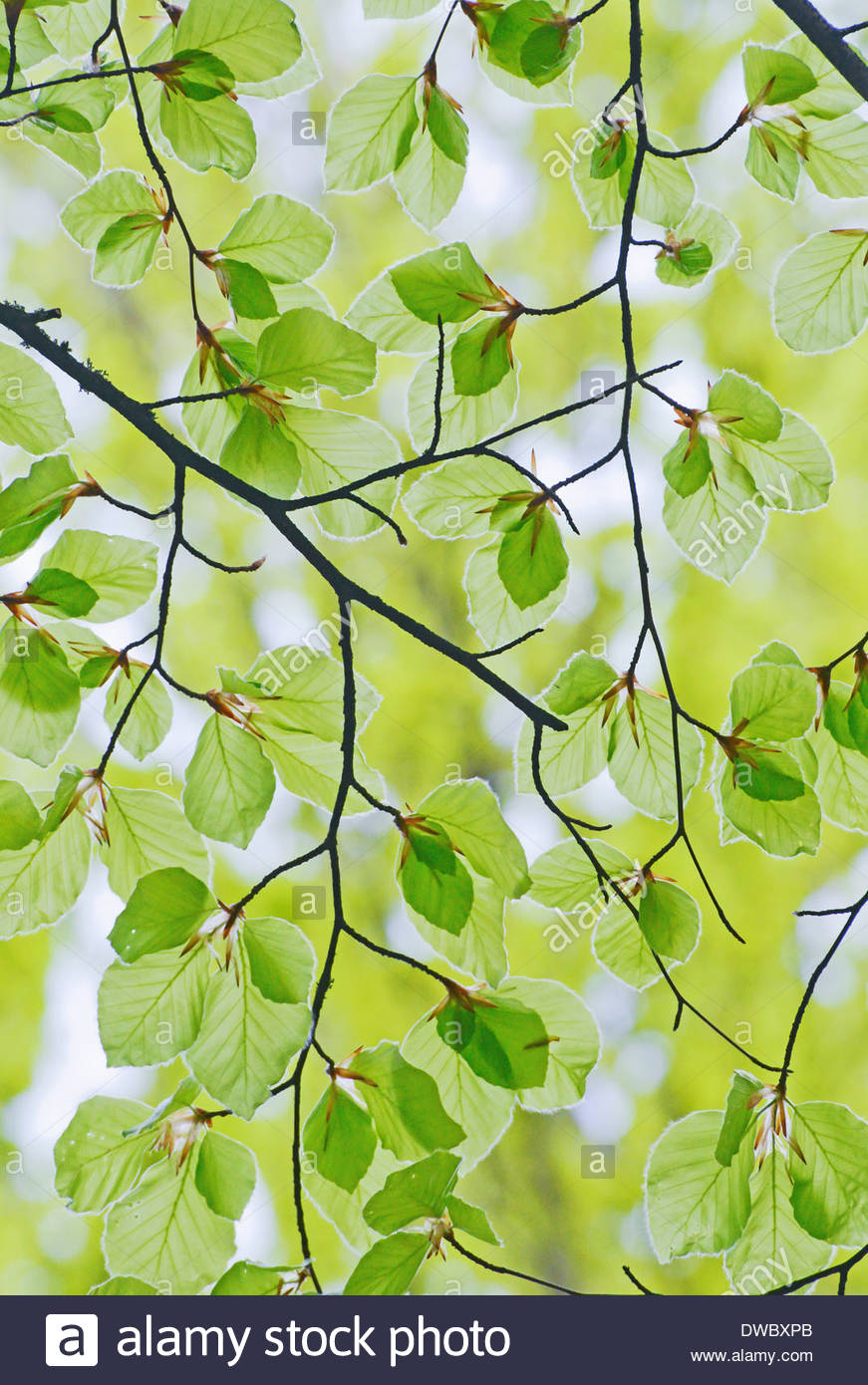 Green Tree Leaves High Resolution Stock Photography and Images - Alamy