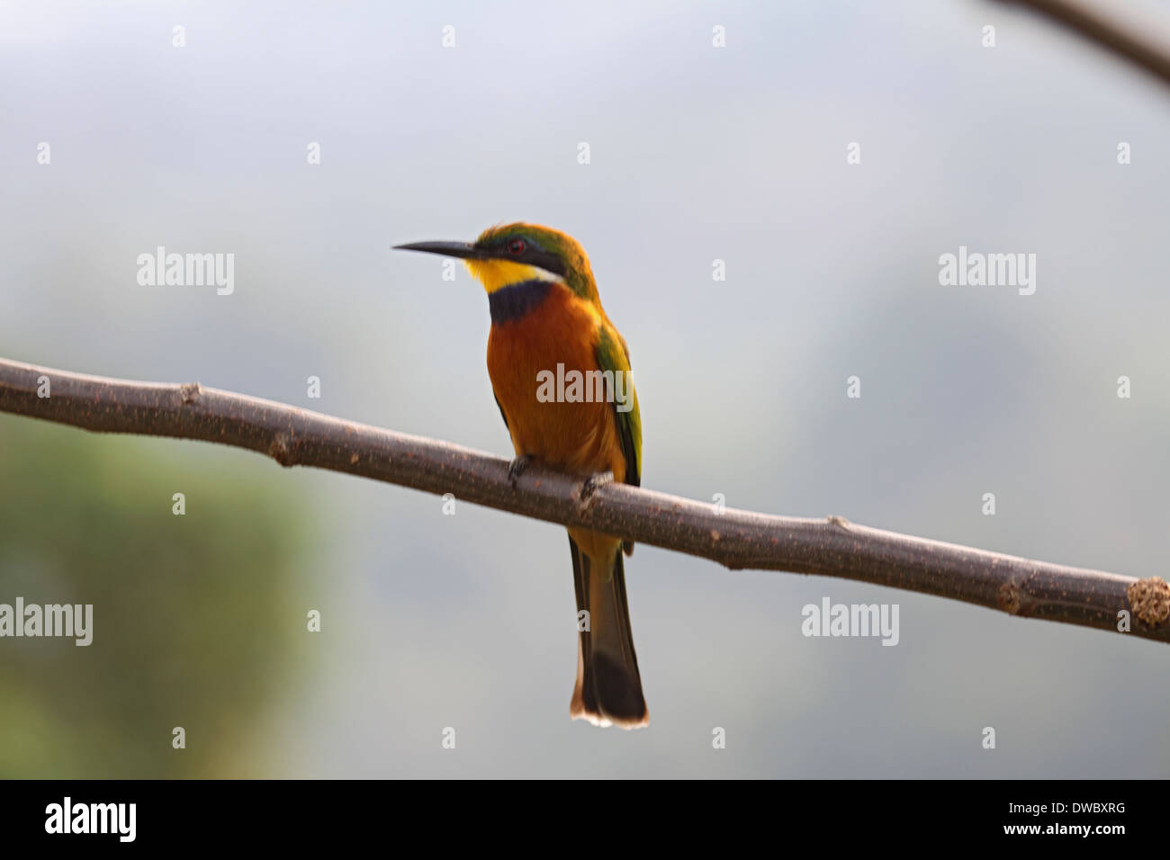 Cinnamon-chested bee-eater in Uganda Stock Photo - Alamy