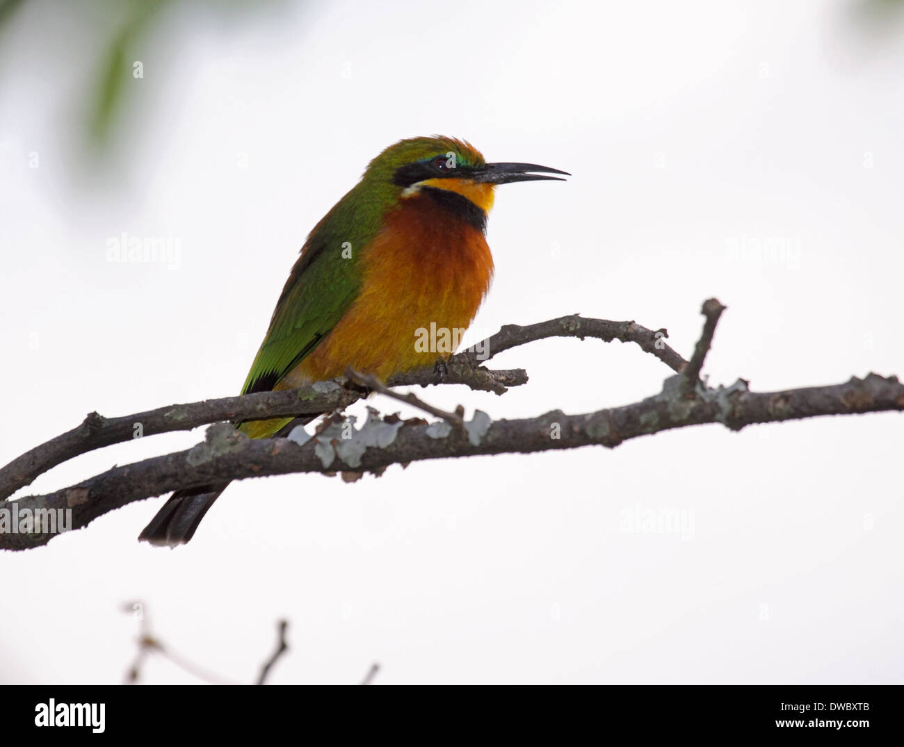 Cinnamon-chested bee-eater in Uganda Stock Photo - Alamy